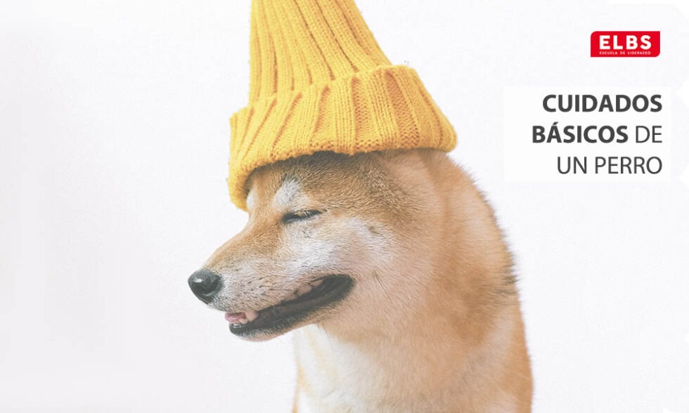 Cuidados básicos de un perro que debes conocer | Escuela ELBS