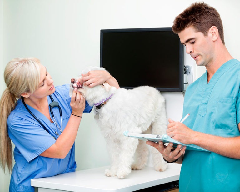 Auxiliar Técnico Veterinario: Formación y Funciones - ELBS Auxiliar Técnico Veterinario: Formación y Funciones - ELBS